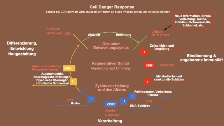 Mitochondrien und Cell Danger Response - Annic Scholer